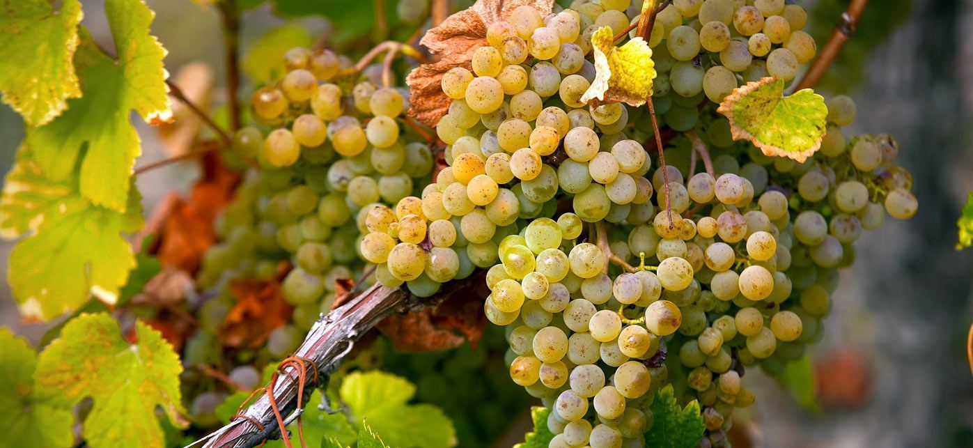 Marsanne - Antica Enoteca Giulianelli, Vini e Liquori storici